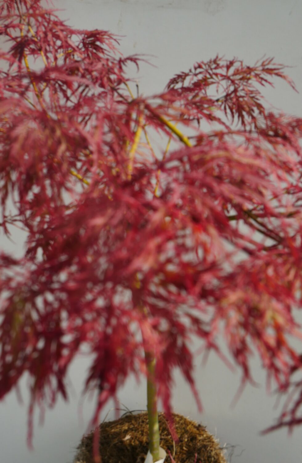 L’érable du Japon en pot - Roseraie Huin